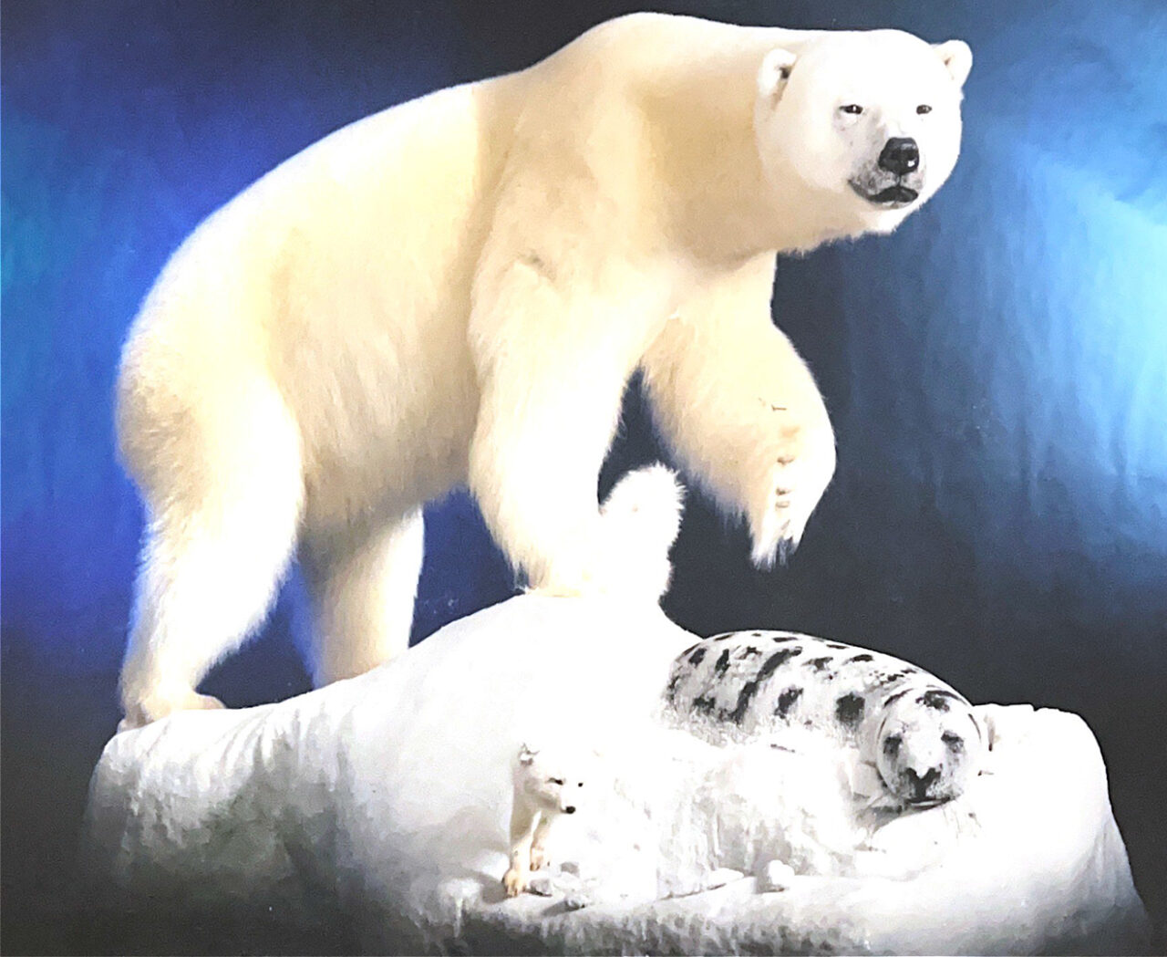 Wildlife Art Studio In Dairy, OR | Wild West Wildlife Art & Taxidermy